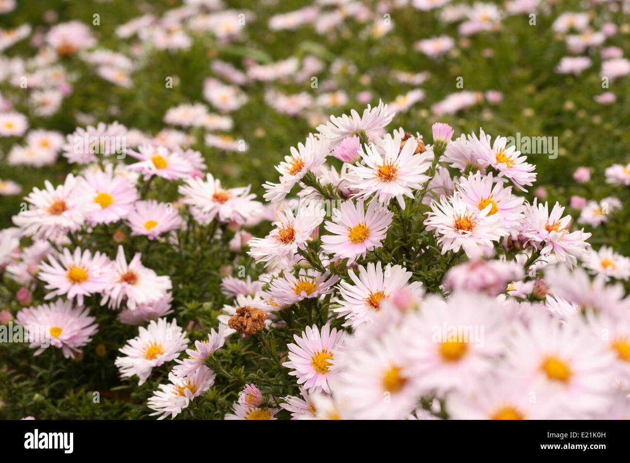 Rice button hi-res stock photography and images - Alamy