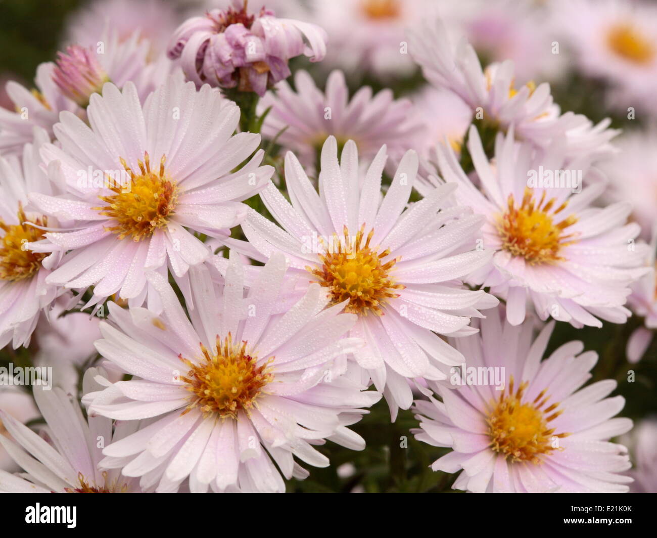 Rice Button Aster 'Silberblaukissen' Stock Photo - Alamy