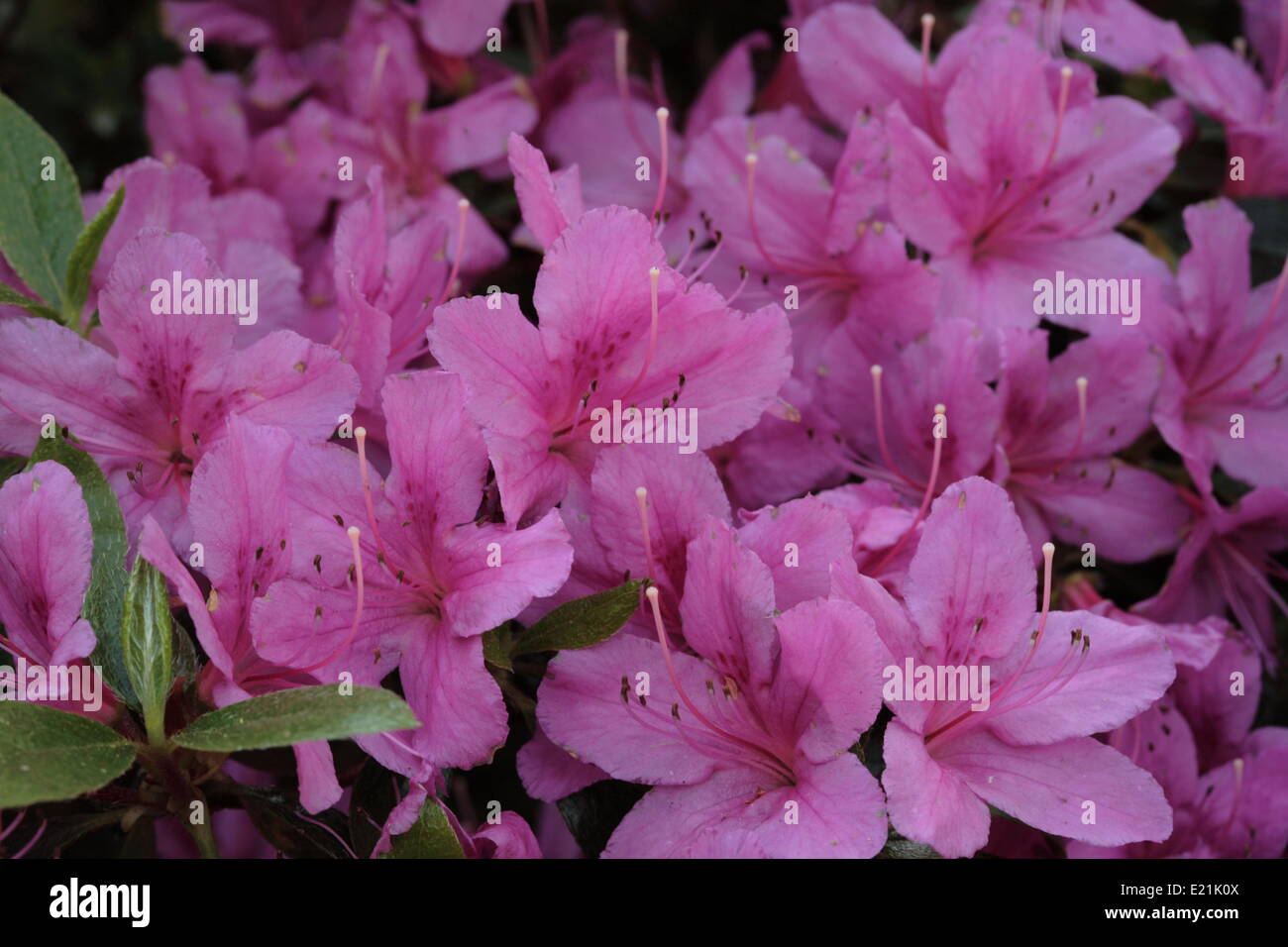 Eira hi-res stock photography and images - Alamy