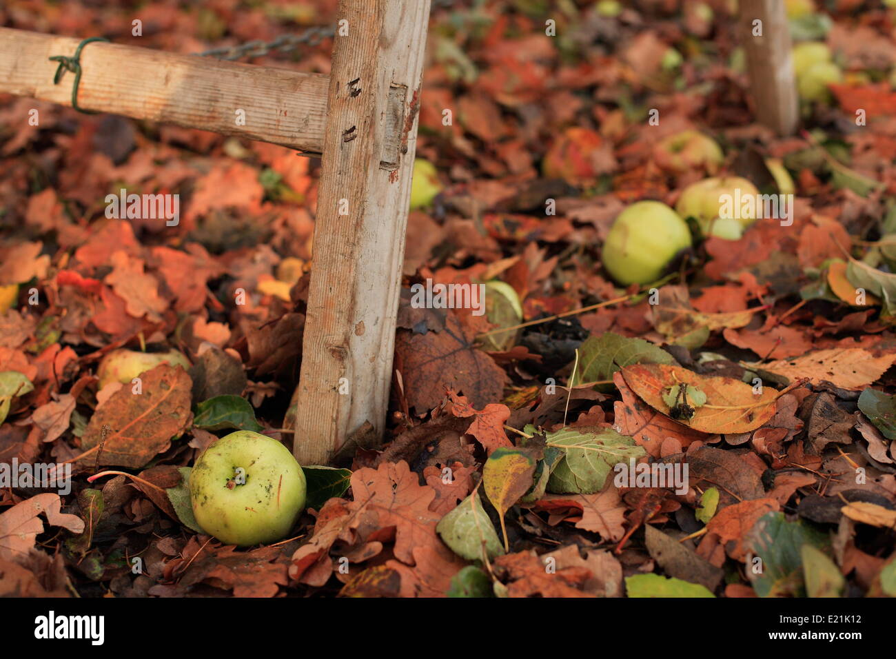 Orchard wood hi-res stock photography and images - Alamy