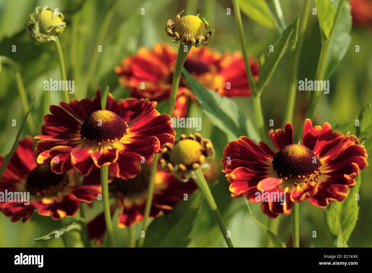 Helenium hybrid hi-res stock photography and images - Alamy