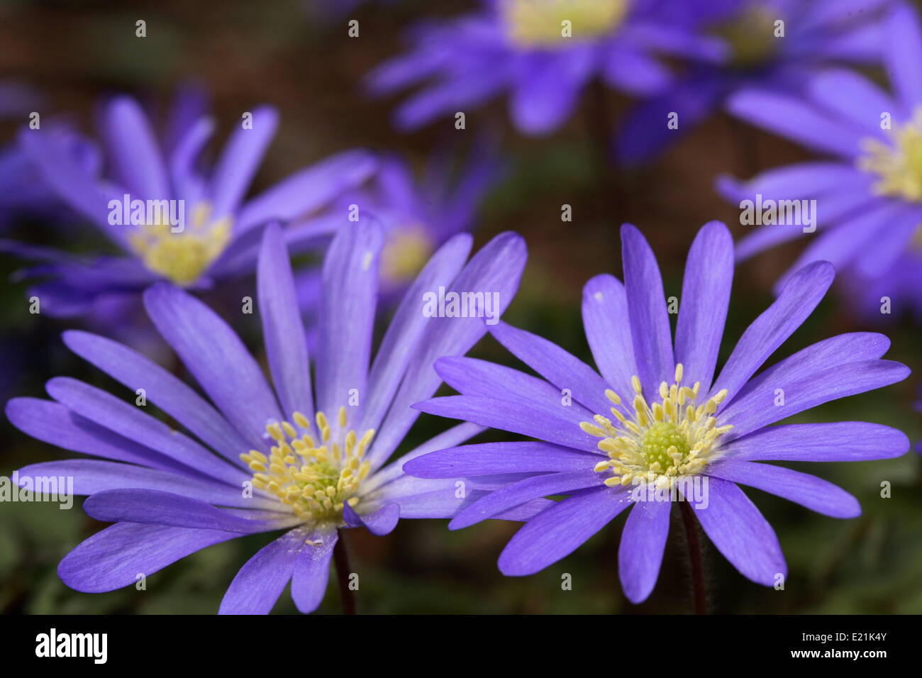 Anemone Blanda Bulbs High Resolution Stock Photography and Images - Alamy