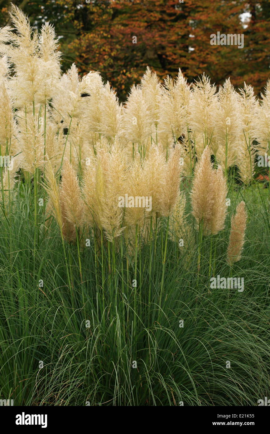 Pampas grass - Cortaderia selloana Stock Photo - Alamy