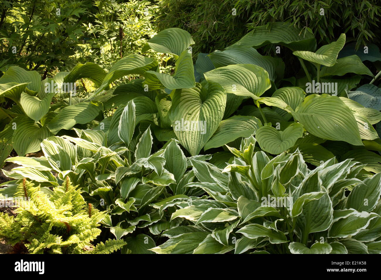 Hosta border hi-res stock photography and images - Alamy