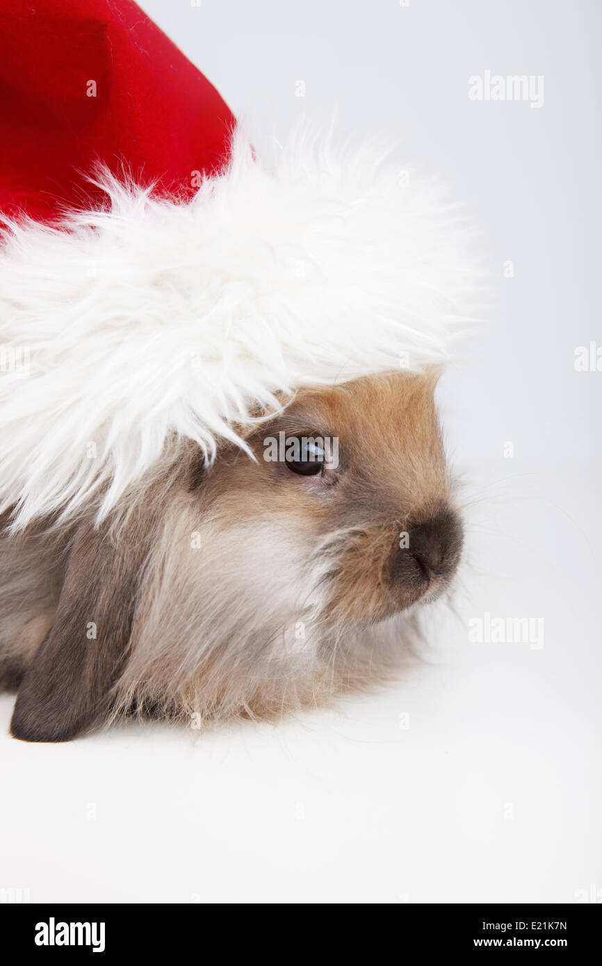 Bunny in hat hi-res stock photography and images - Alamy