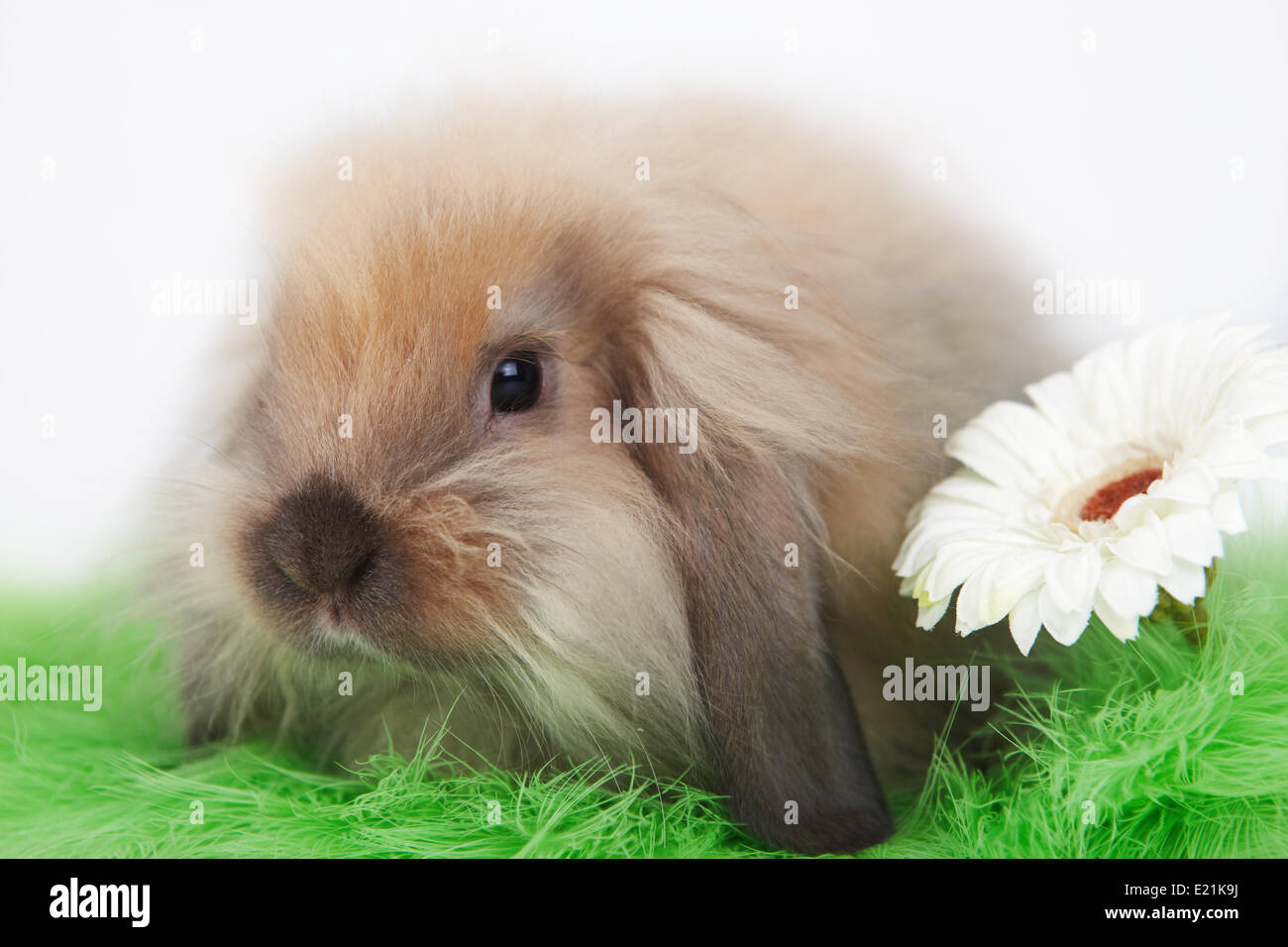 Funny rabbit hi-res stock photography and images - Alamy