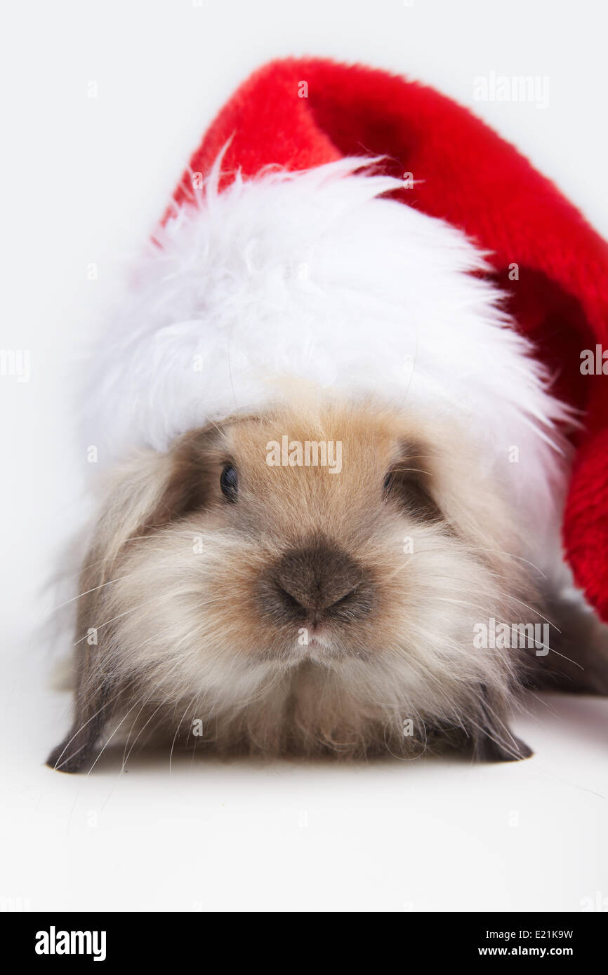 Funny little white rabbit hi-res stock photography and images - Alamy