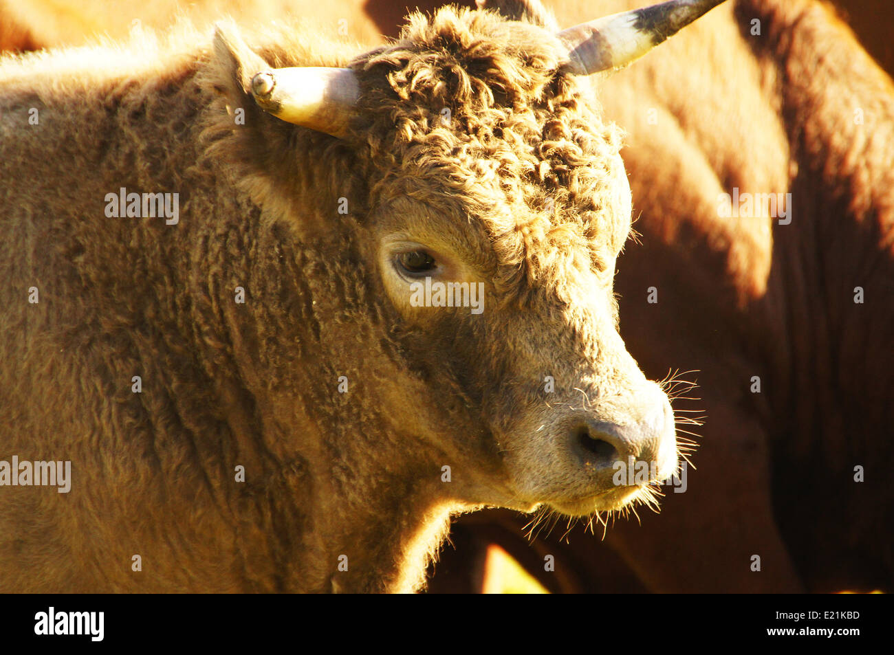 Sad cow hi-res stock photography and images - Alamy