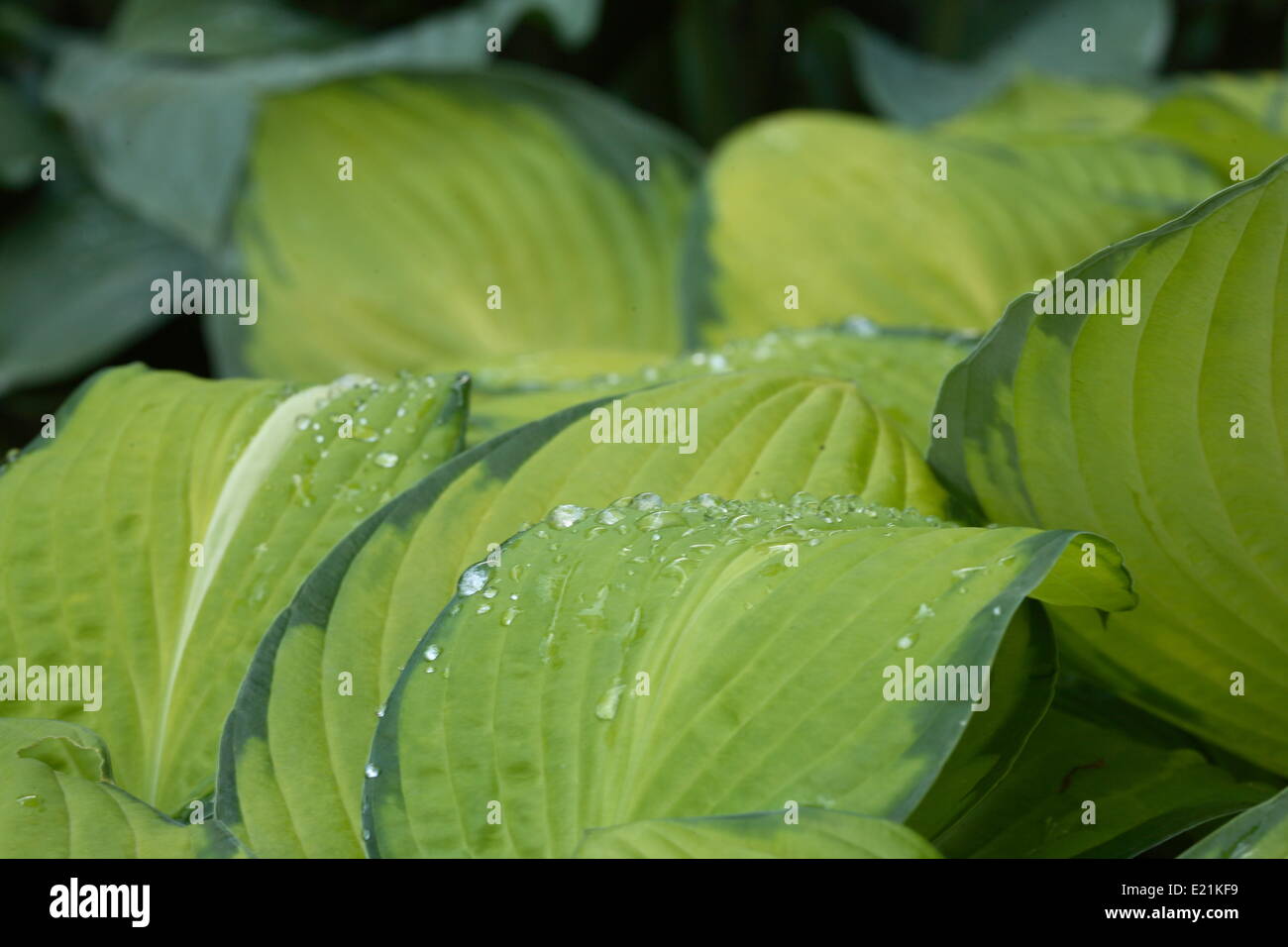 Hosta bed hi-res stock photography and images - Alamy