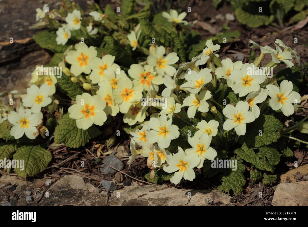 Primrose vulgaris hi-res stock photography and images - Alamy