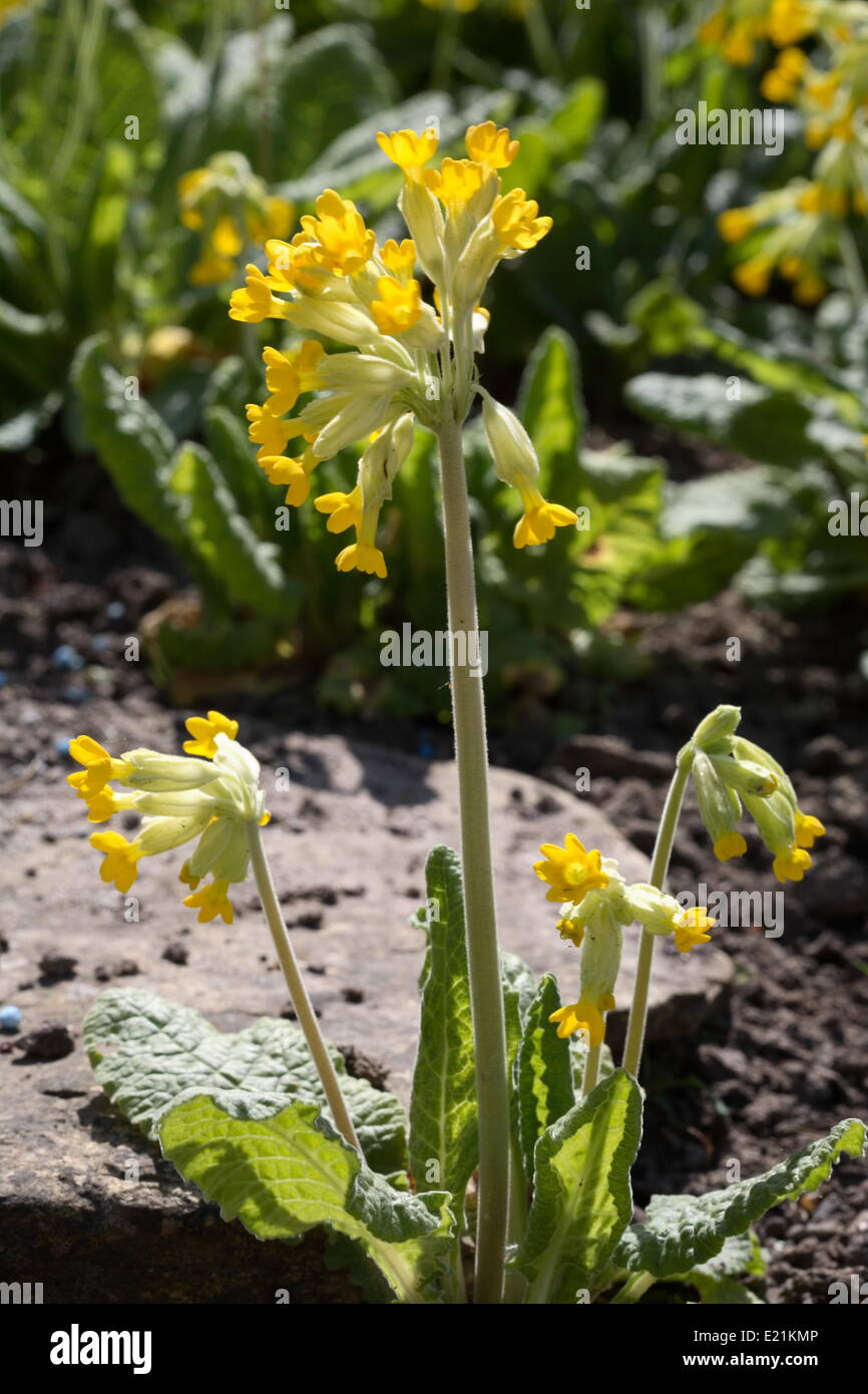 Common cowslip primula veris hi-res stock photography and images - Alamy