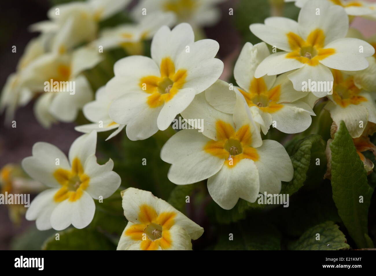 Common primr hi-res stock photography and images - Alamy
