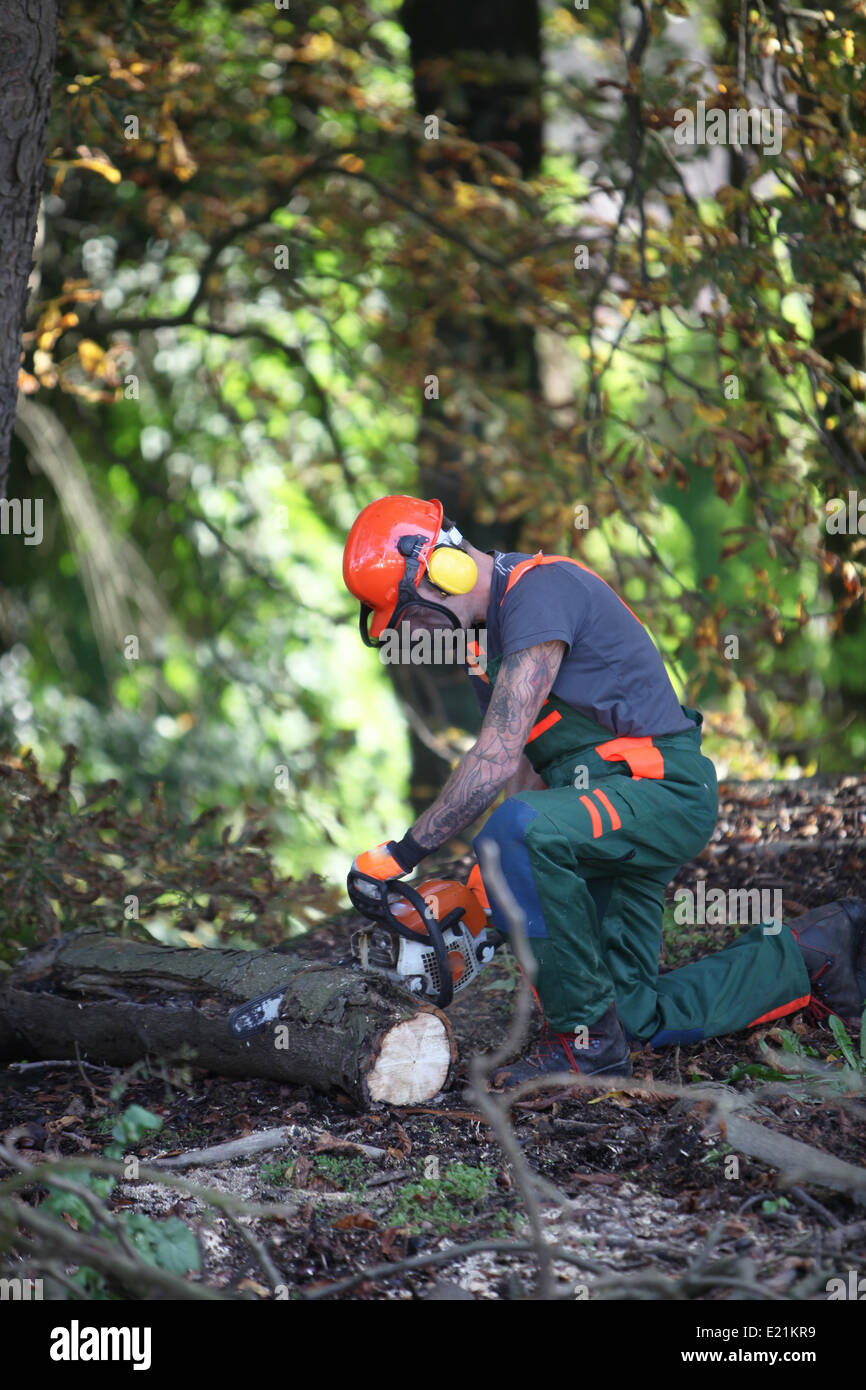 A forestry worker sawing a tree trunk Stock Photo - Alamy