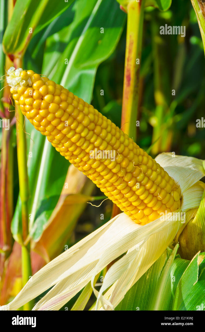 corn on the cob Stock Photo - Alamy