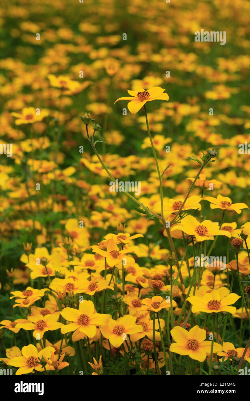 Apache beggarticks -Bidens ferulifolia Stock Photo - Alamy