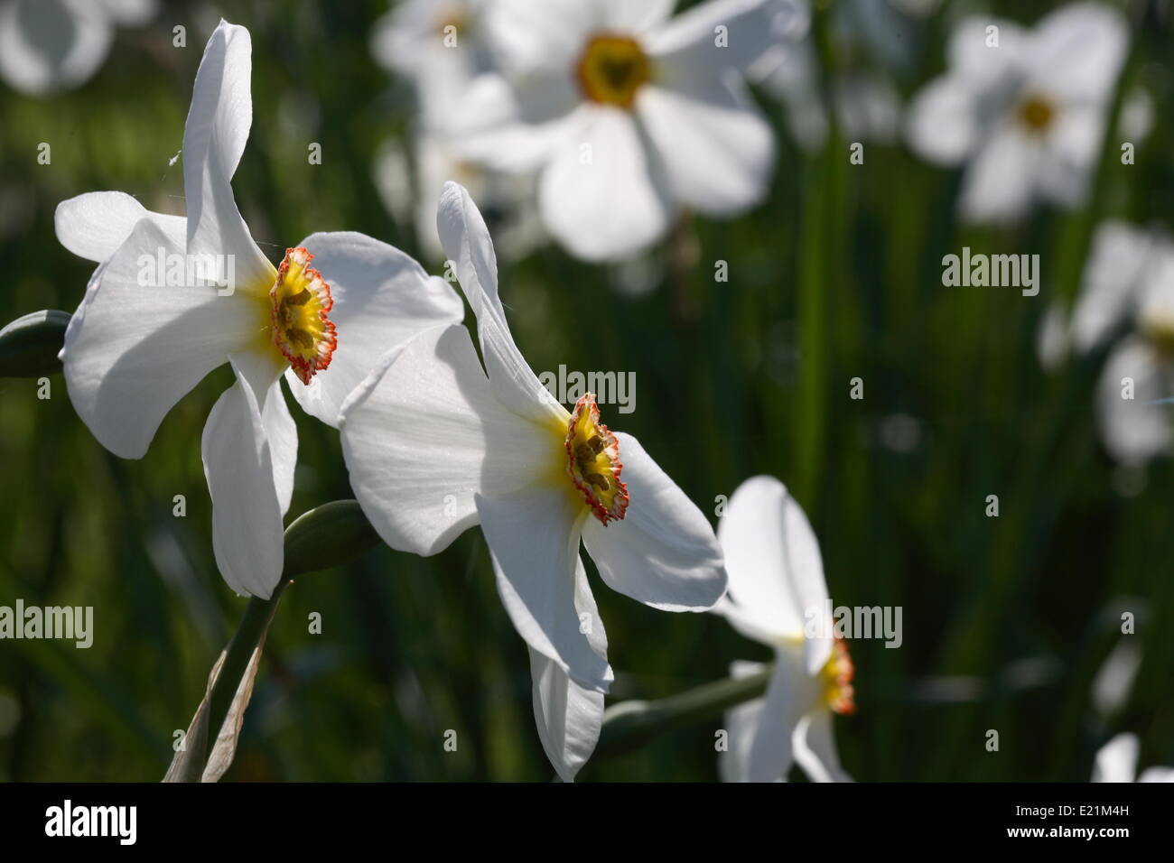 Daffodil border hi-res stock photography and images - Alamy