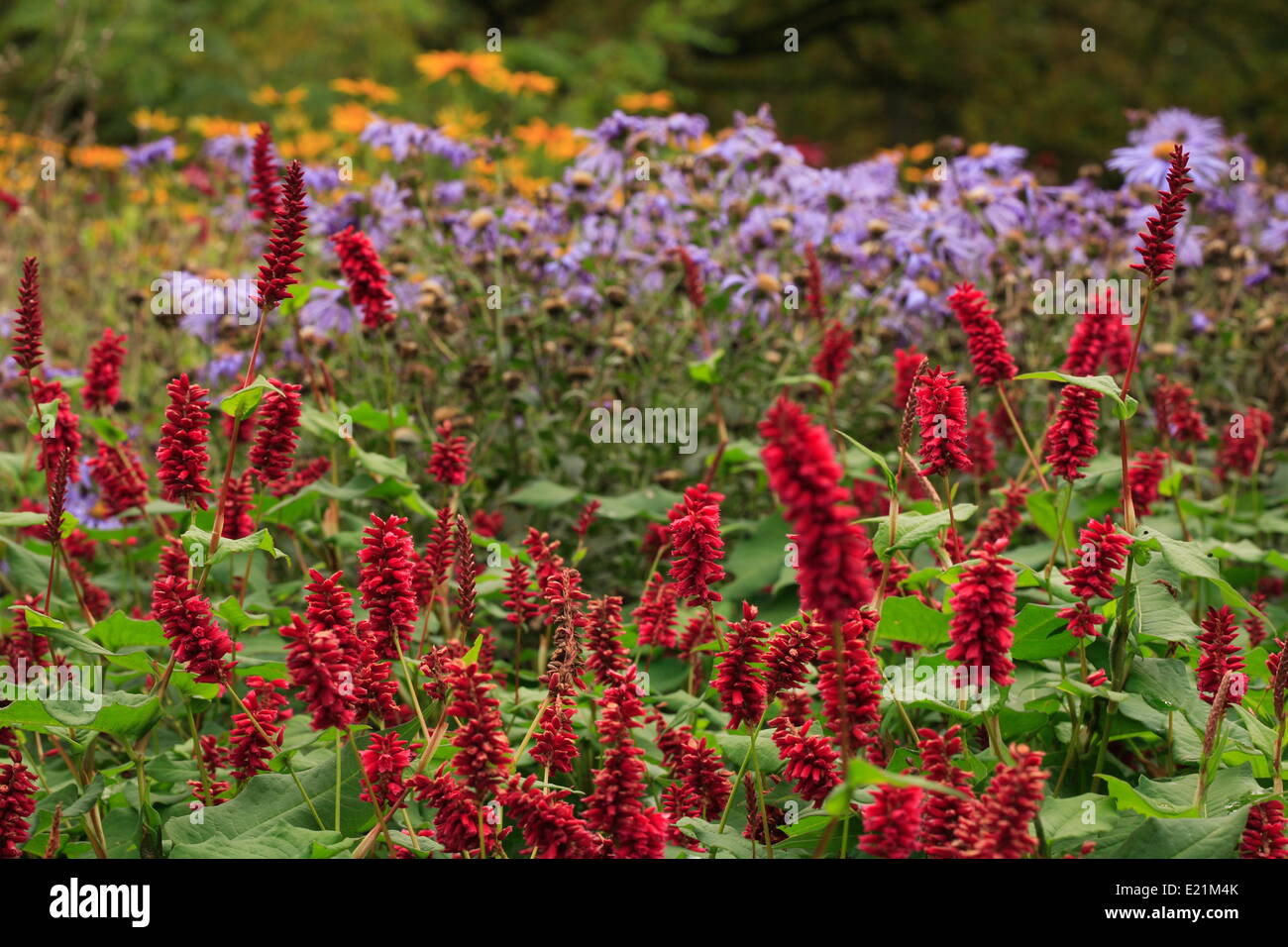 Mountain Fleece, Persicaria Bistorta amplexicaulis 'Firetail' Stock ...