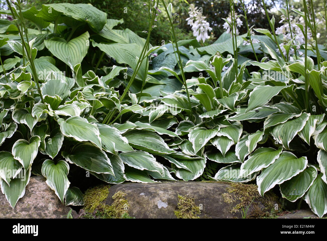 Hosta bed hi-res stock photography and images - Alamy