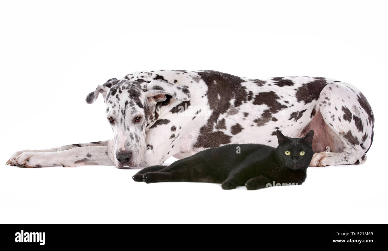 Great Dane And Cat
