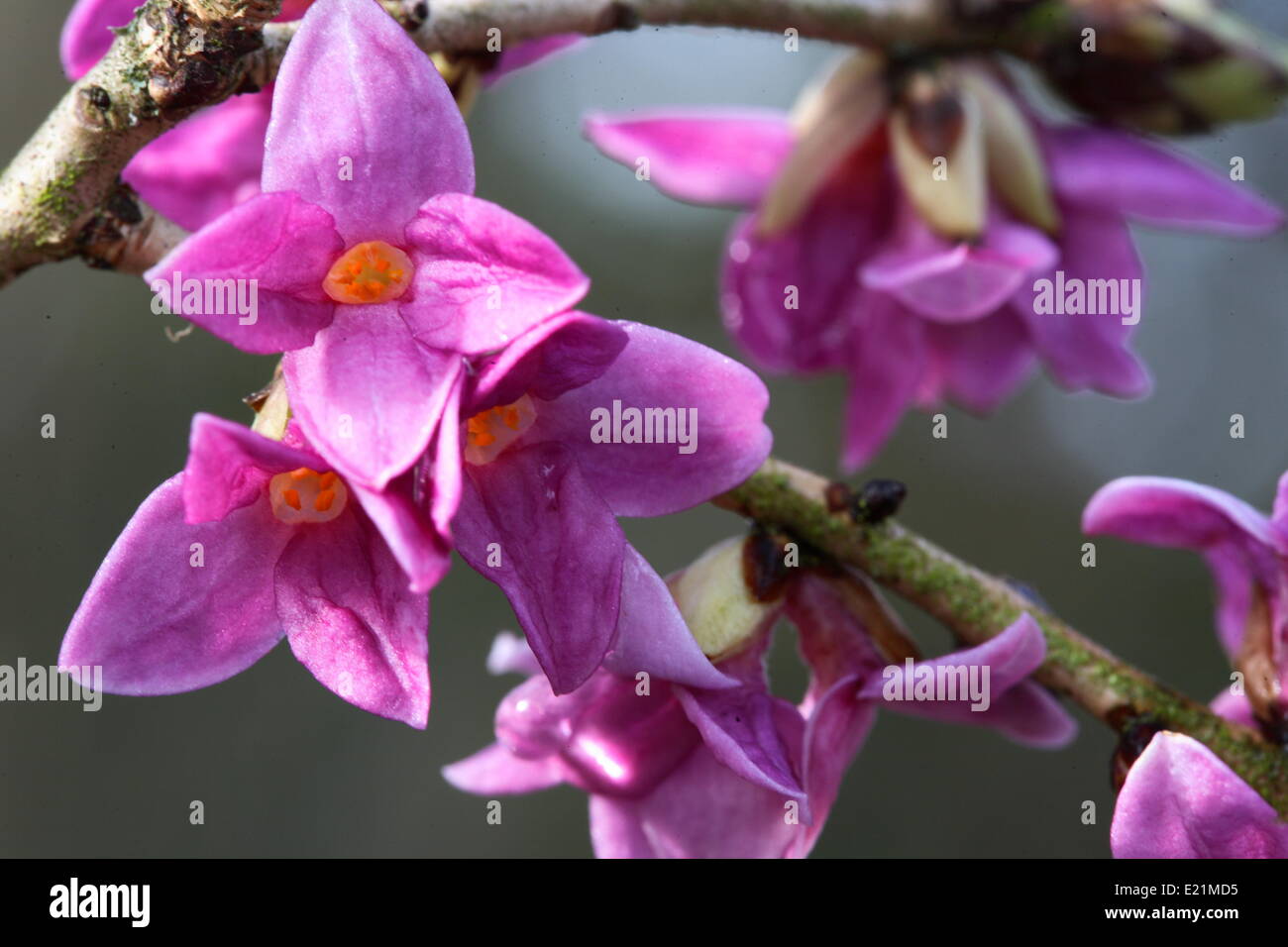 Mezereon - Daphne mezereum Stock Photo - Alamy