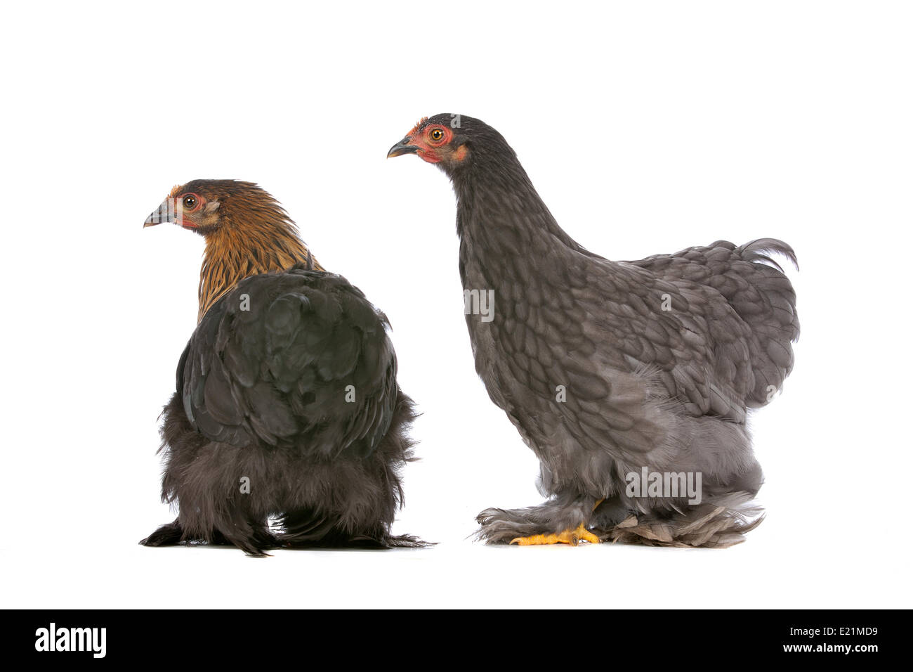 Two white chickens hi-res stock photography and images - Alamy