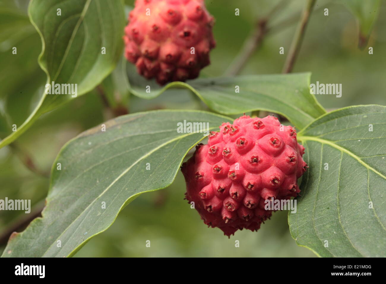 Kousa dogwood cornus kousa hi-res stock photography and images - Alamy