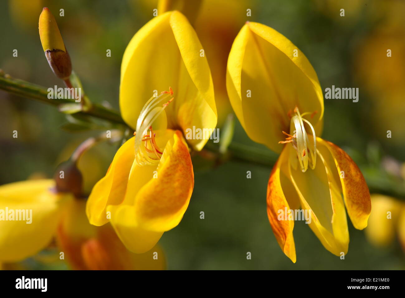 English broom hi-res stock photography and images - Alamy