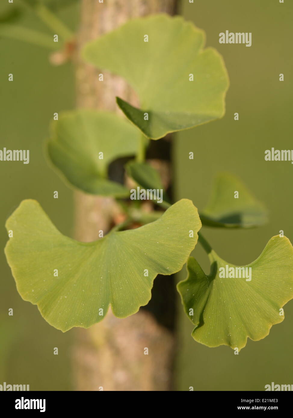 Ginkgo biloba - maidenhair tree Stock Photo - Alamy