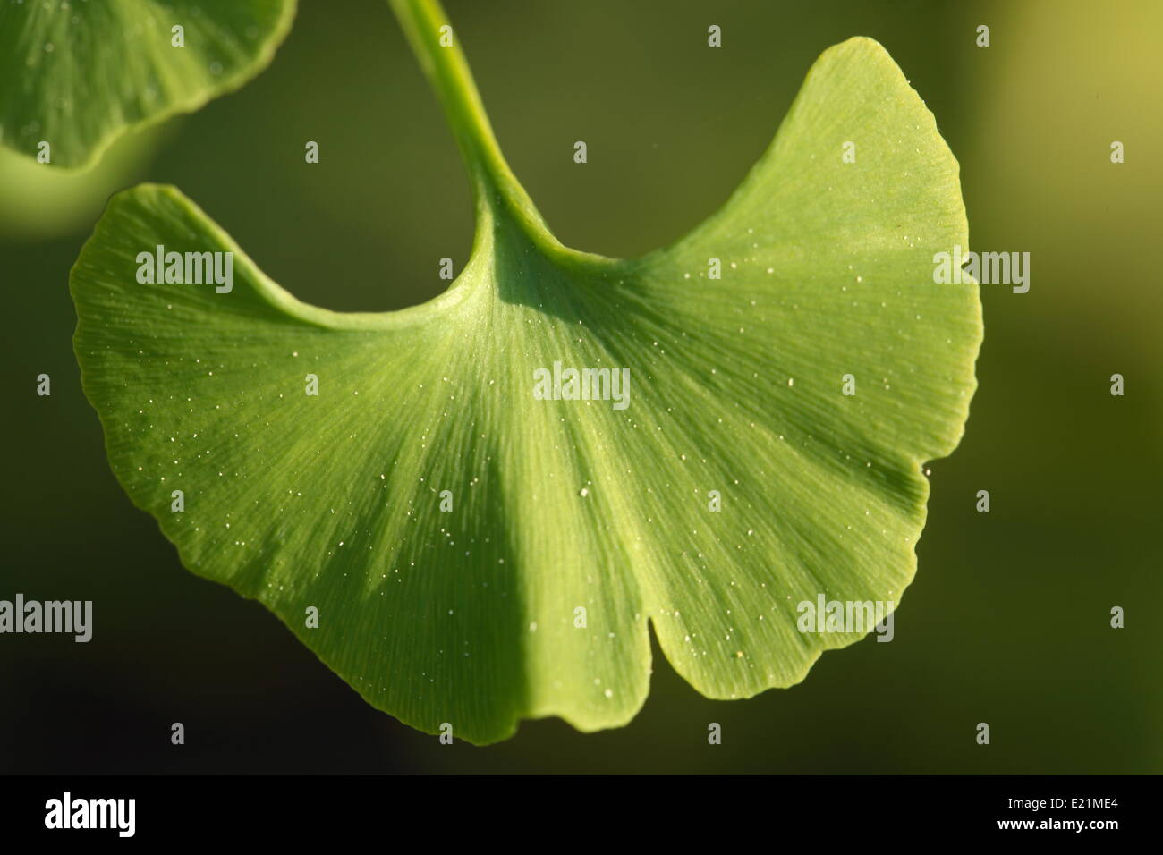 Ginkgo biloba - maidenhair tree Stock Photo - Alamy