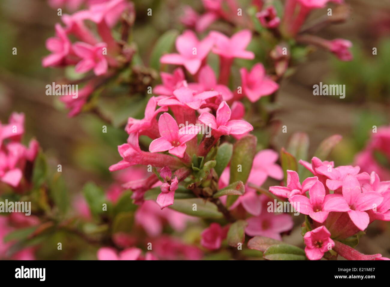 Rose daphne - Daphne cneorum Stock Photo - Alamy