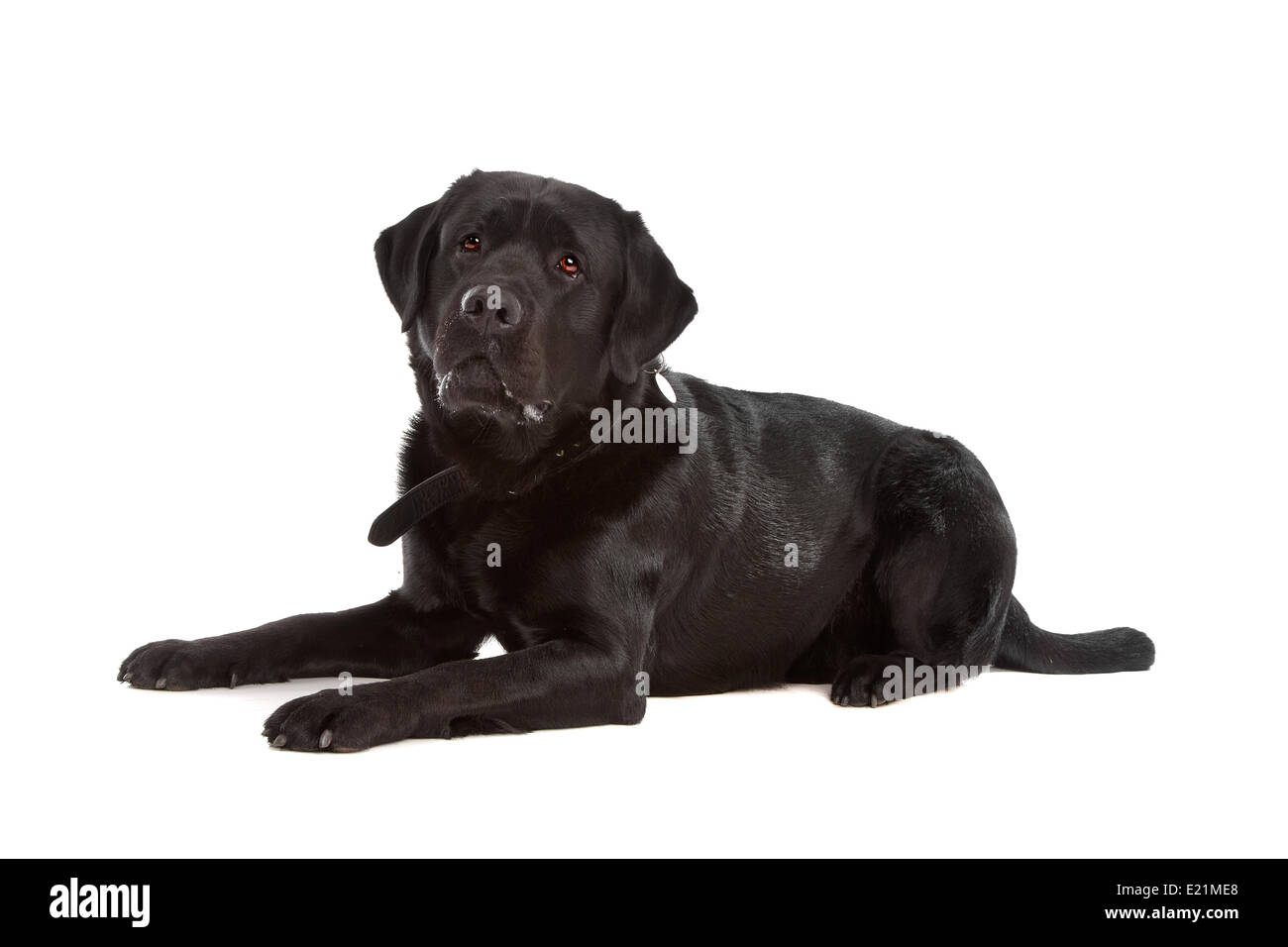 Black lab dogs Cut Out Stock Images & Pictures - Alamy
