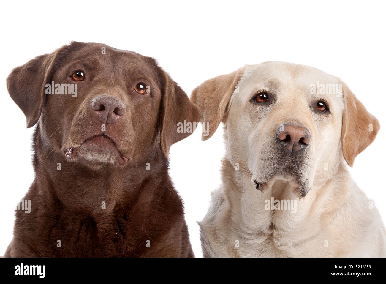 Yellow and chocolate Labrador Stock Photo - Alamy