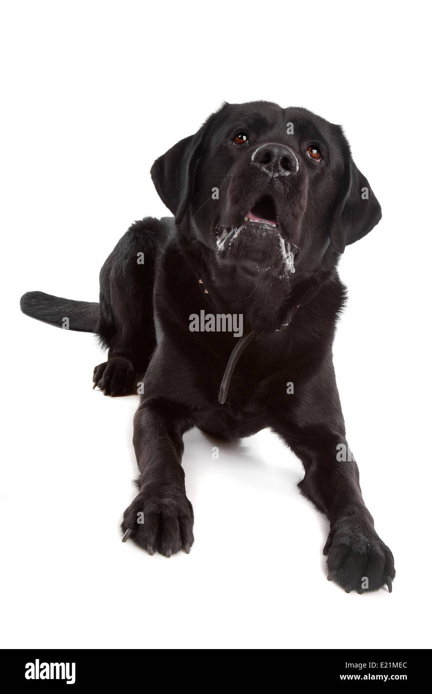 English black labrador retriever dog Cut Out Stock Images & Pictures ...