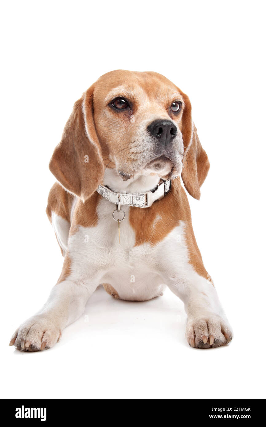 Brown beagle Cut Out Stock Images & Pictures - Alamy