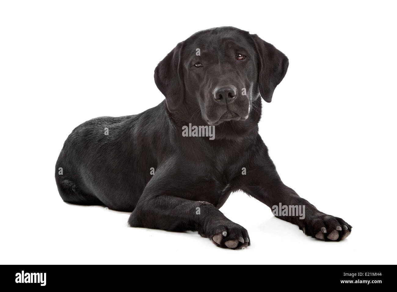 Black lab dogs Cut Out Stock Images & Pictures - Alamy
