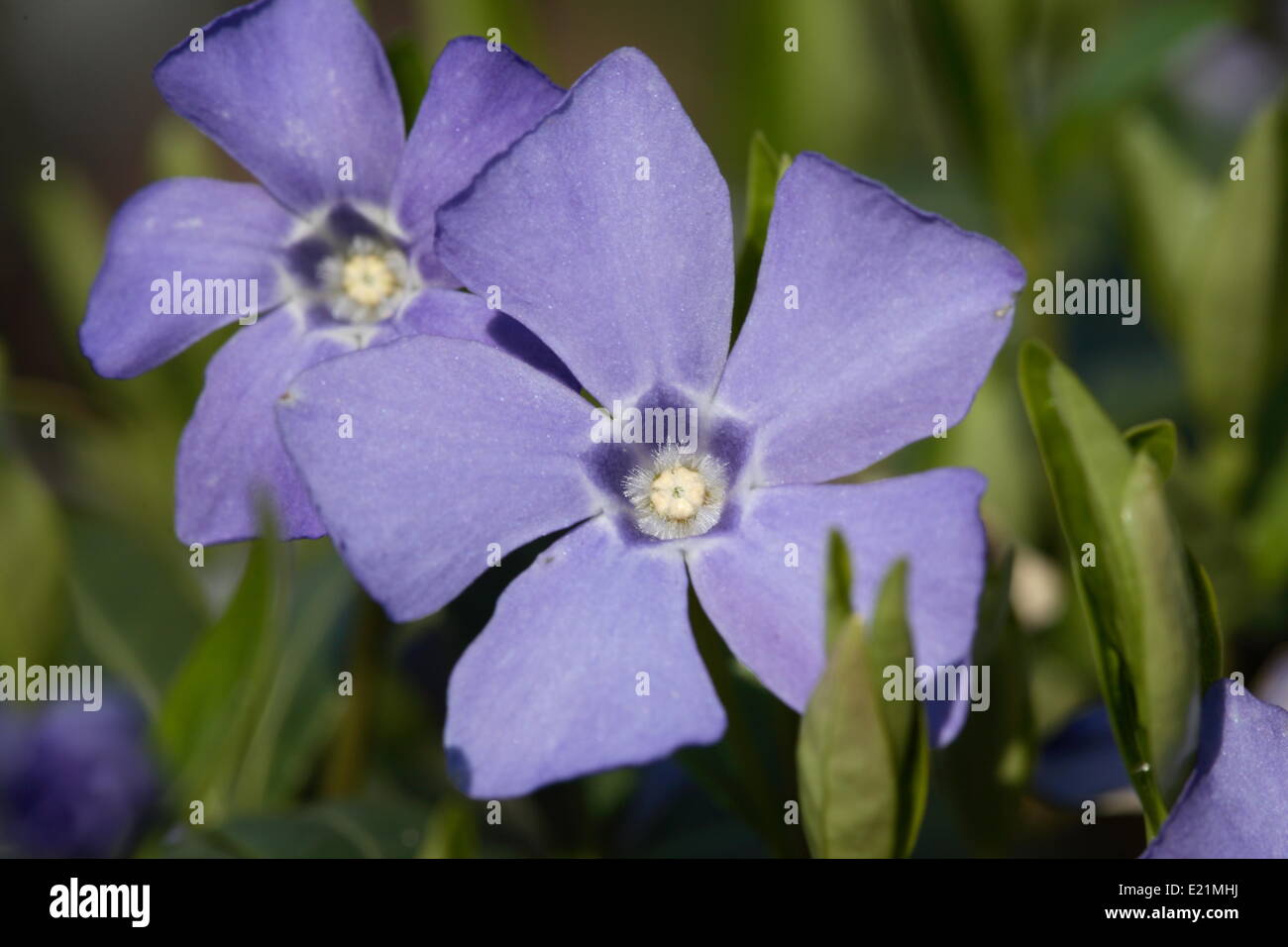 Dwarf periwinkel - Vinca minor Stock Photo - Alamy