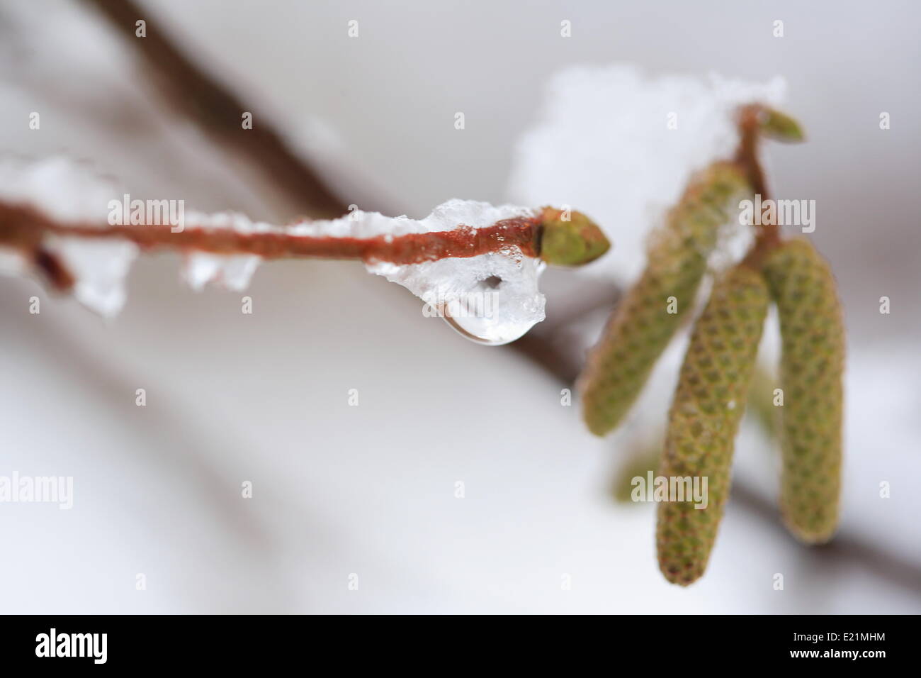 Common hazelnut and garden hi-res stock photography and images - Alamy