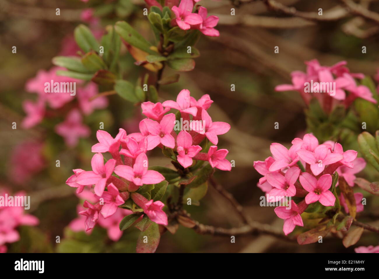 Rose daphne - Daphne cneorum Stock Photo - Alamy