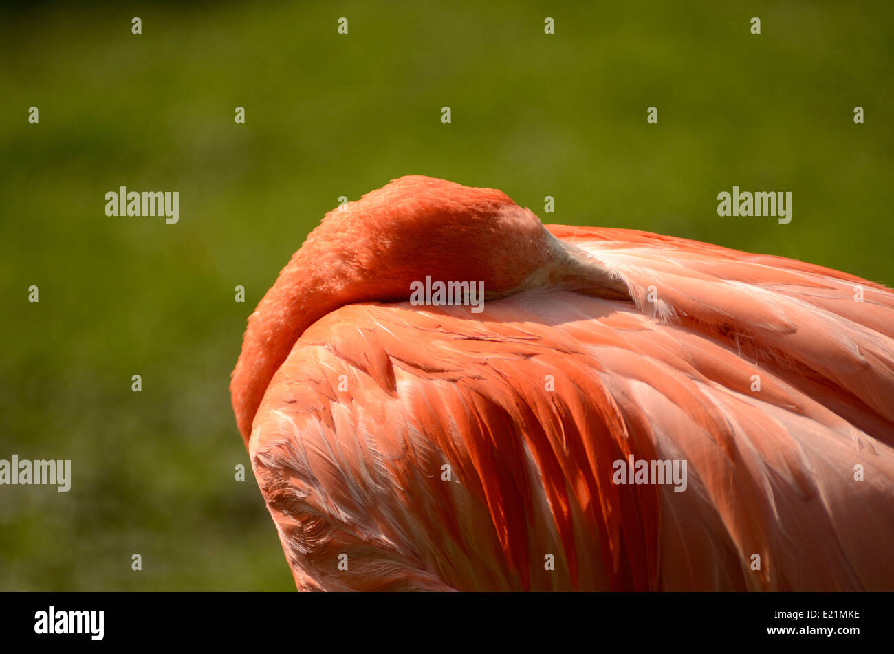 Red flamingo relaxing Stock Photo - Alamy