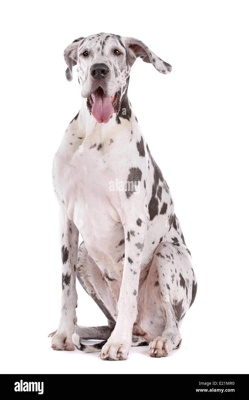 Purebred great dane on Cut Out Stock Images & Pictures - Alamy
