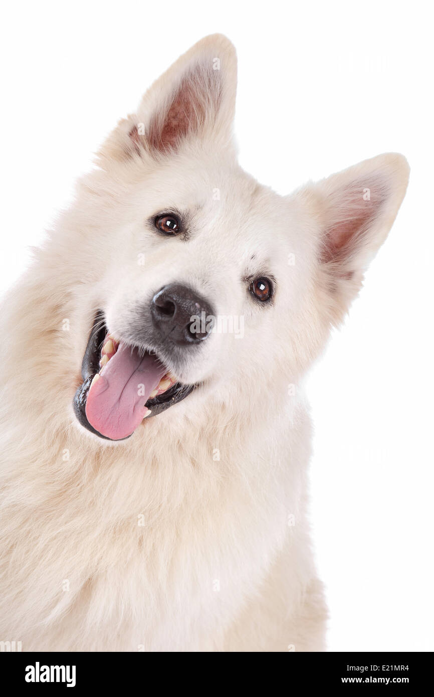 white Shepherd dog Stock Photo - Alamy