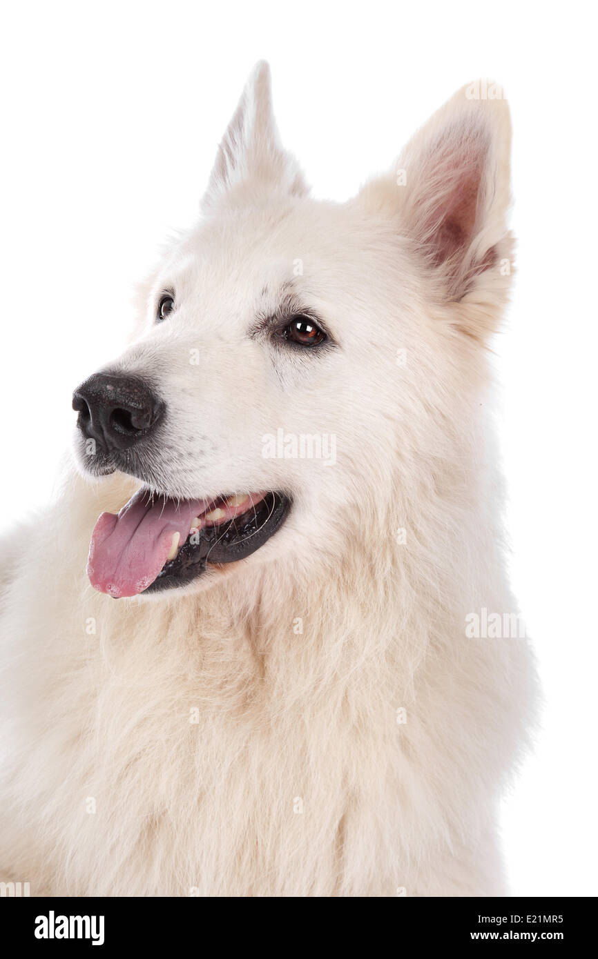 White german herding hi-res stock photography and images - Alamy