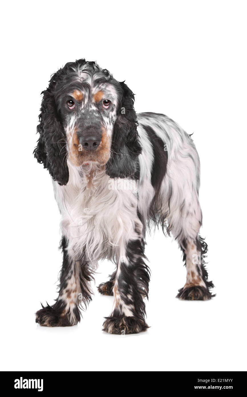English Cocker Spaniel Stock Photo - Alamy