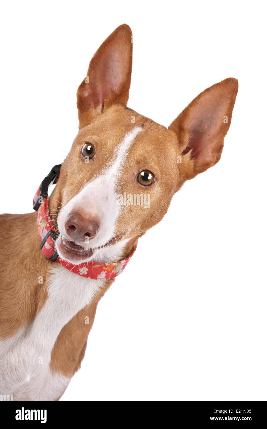 Podenco canario hi-res stock photography and images - Alamy