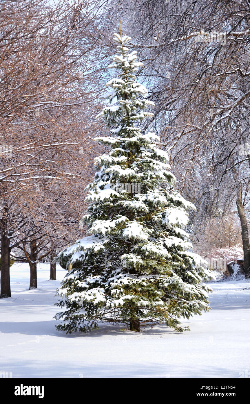 Pine tree on clear hi-res stock photography and images - Alamy