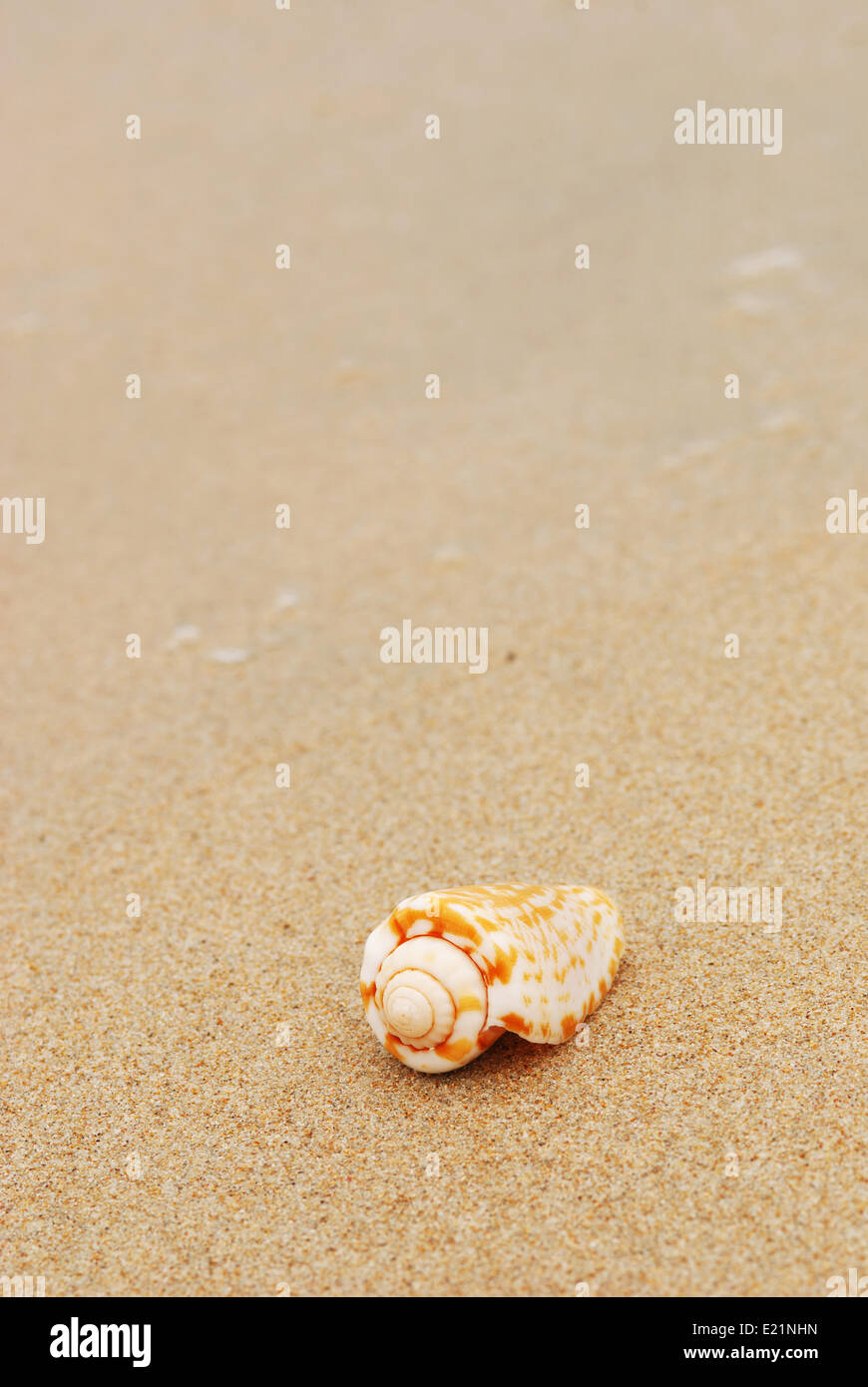 Shell on a beach Stock Photo - Alamy