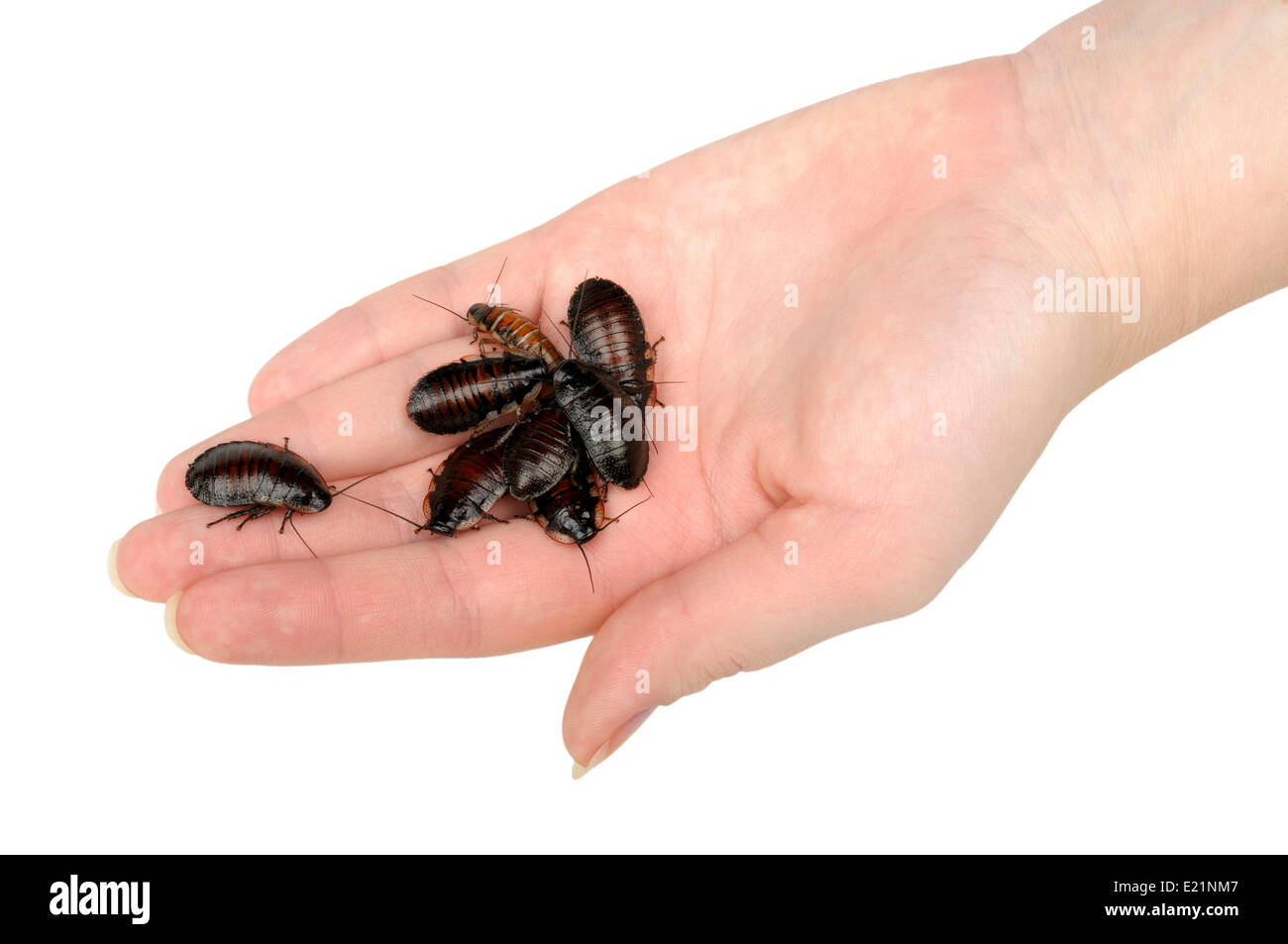 Pile of cockroaches hi-res stock photography and images - Alamy