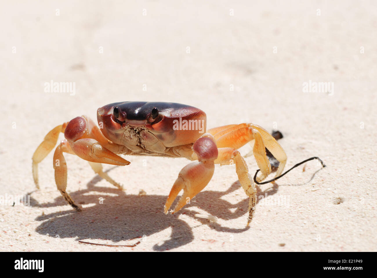 Crab on a beach Stock Photo - Alamy