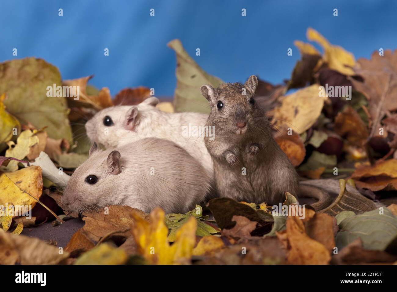 Gerbil house hi-res stock photography and images - Alamy