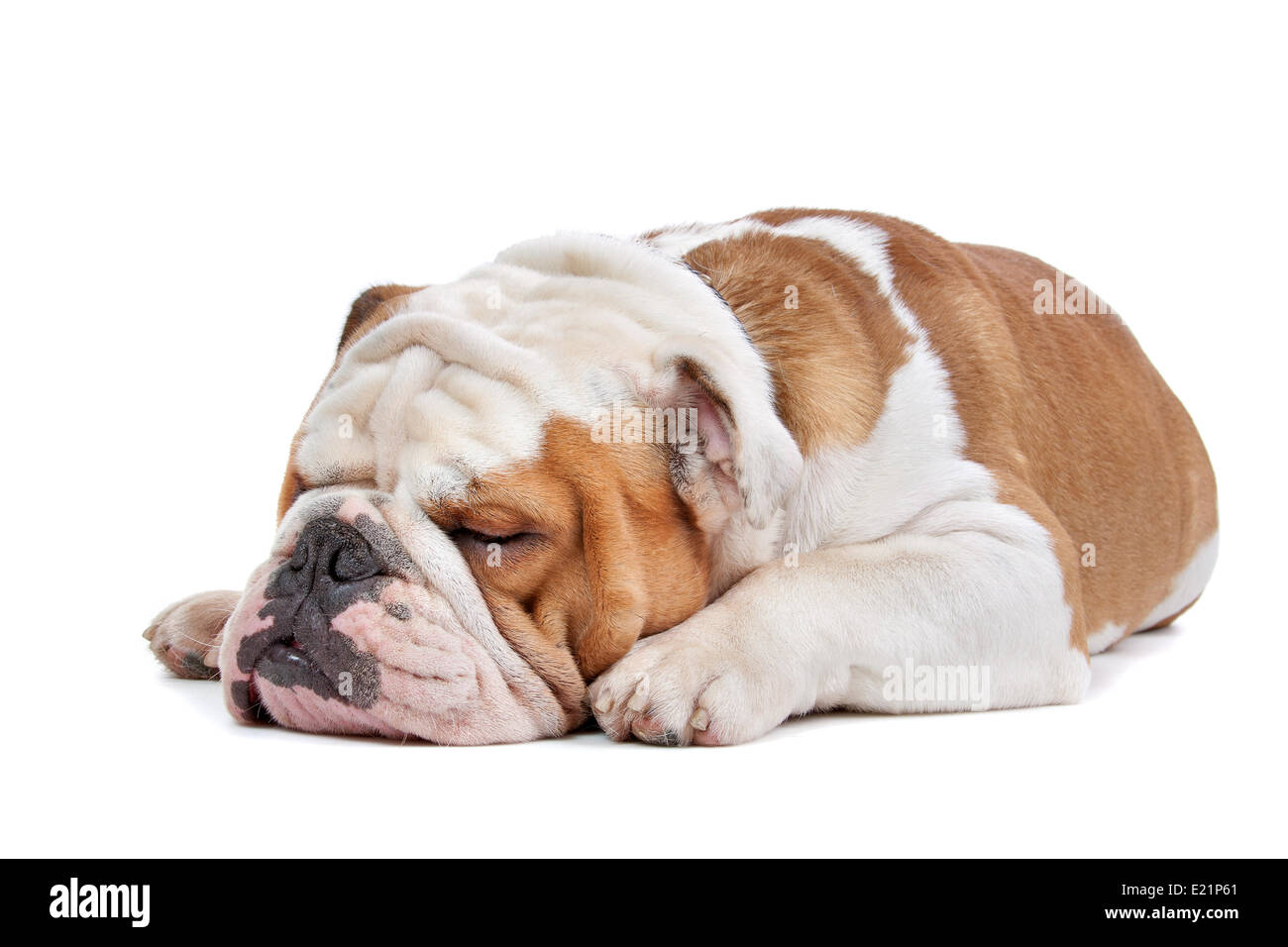 Sleepy English Bulldog